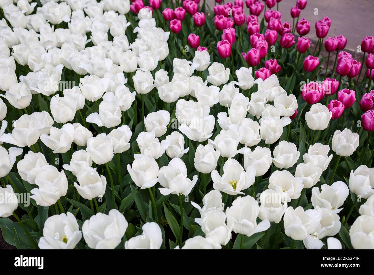 Photo de magnifiques tulipes roses vives sur un grand lit de fleurs ...