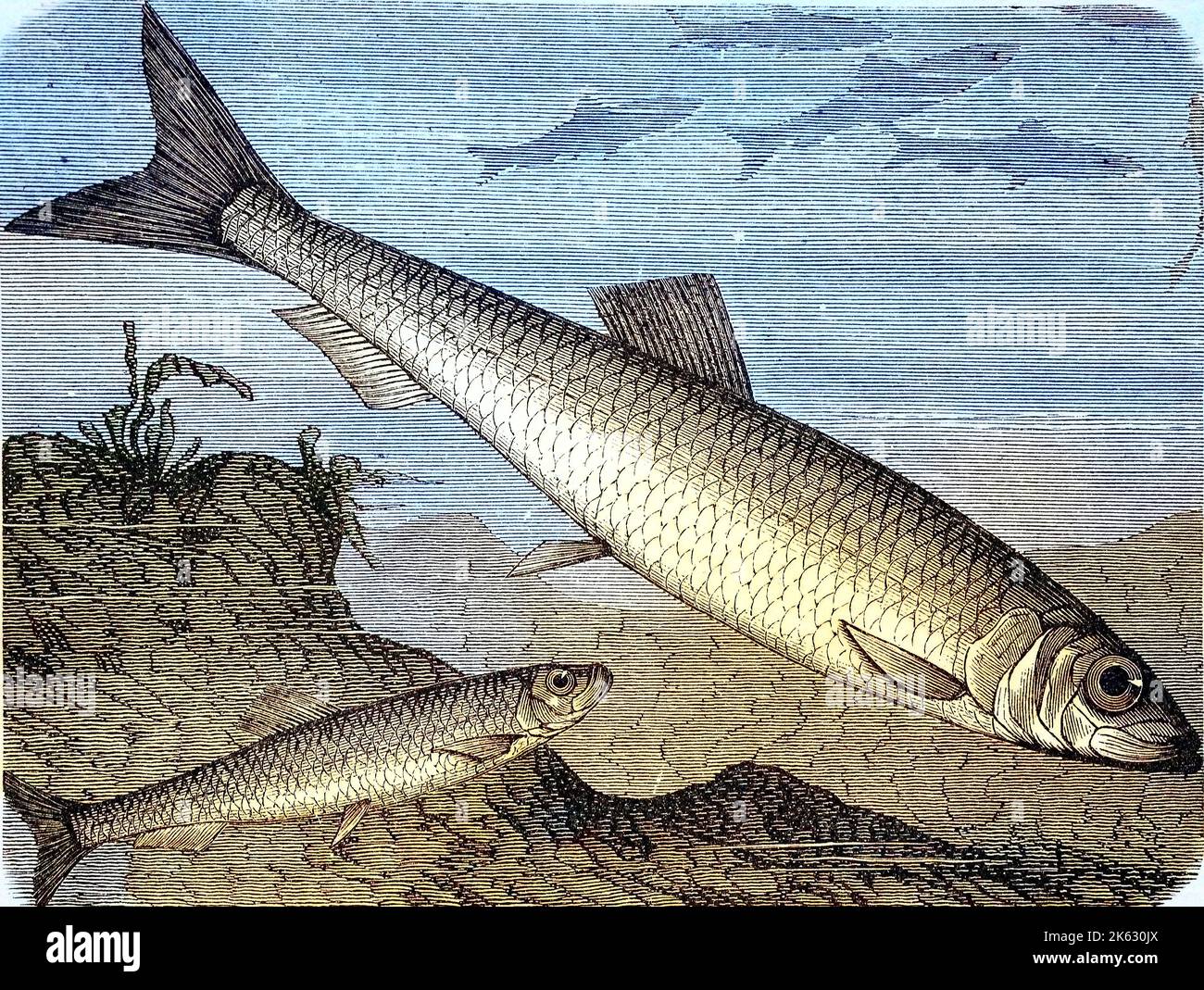 Sprat ou picots européens, brumisling, garvie, garvock, sardine russe ...