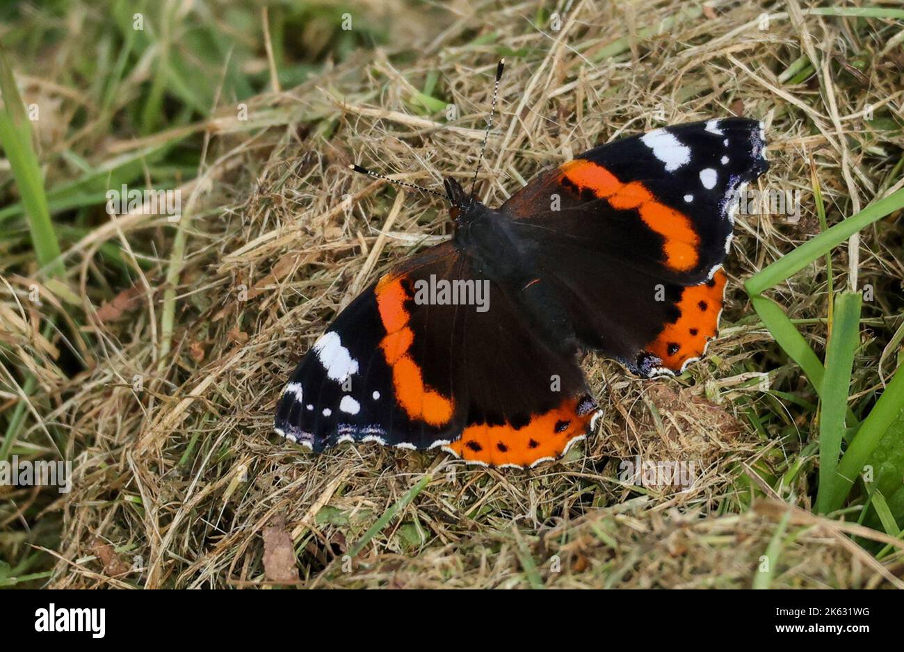 Papillon amiral uk automne Banque de photographies et d’images à haute ...