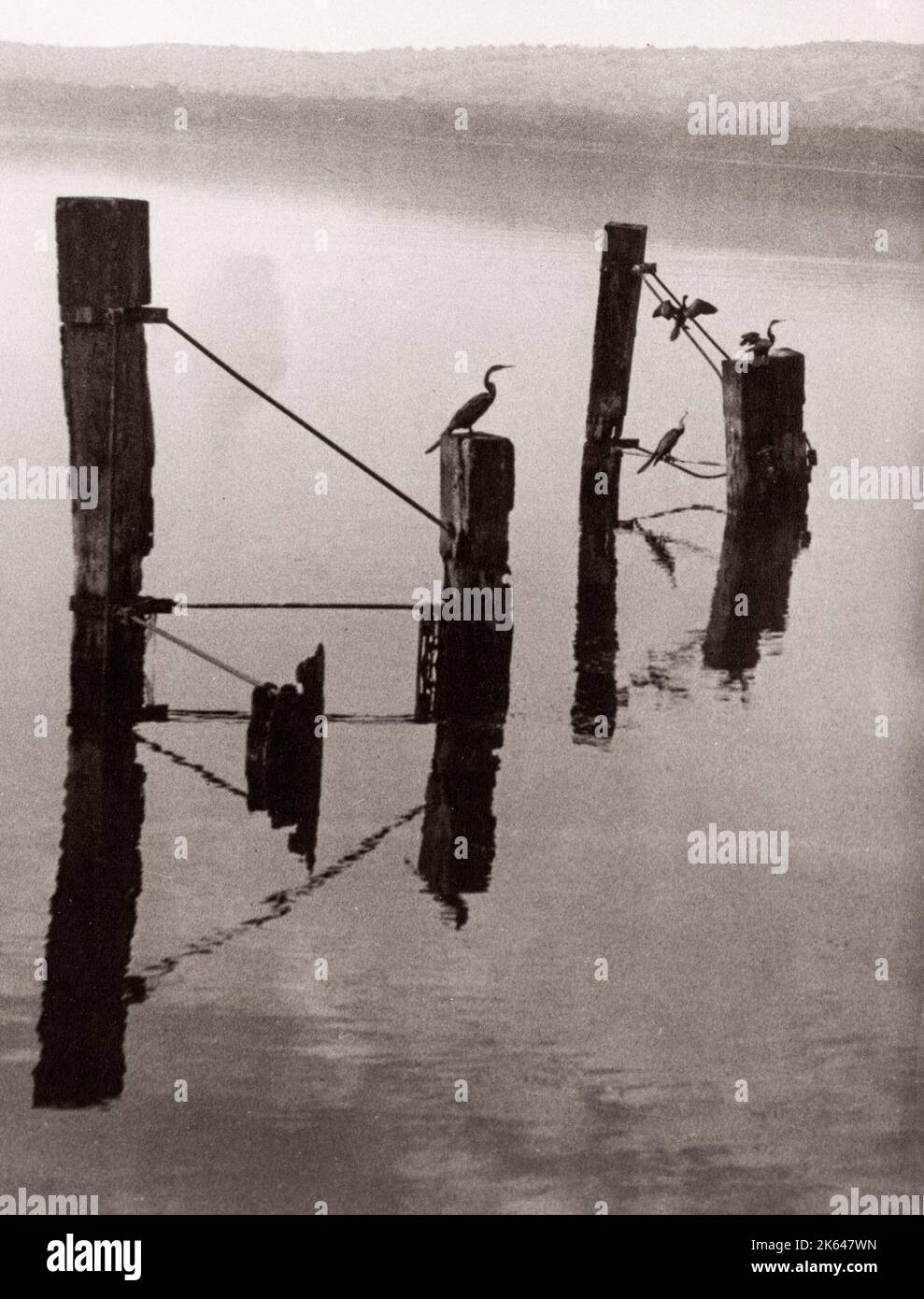 Cormorans de lac Banque de photographies et d’images à haute résolution ...