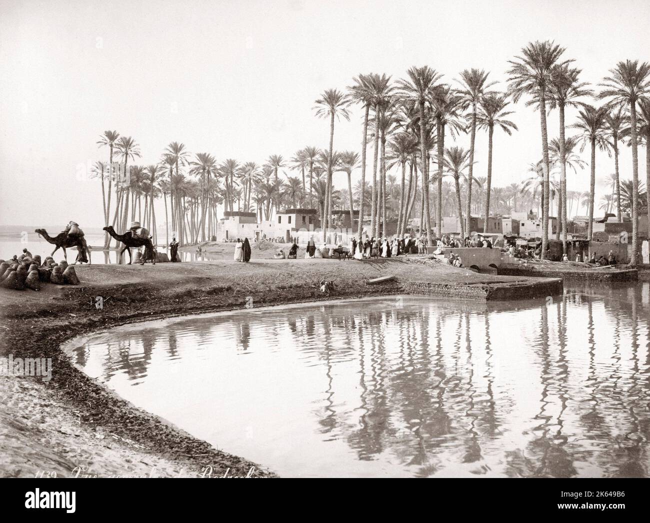 Nile river palm trees Banque de photographies et d’images à haute ...