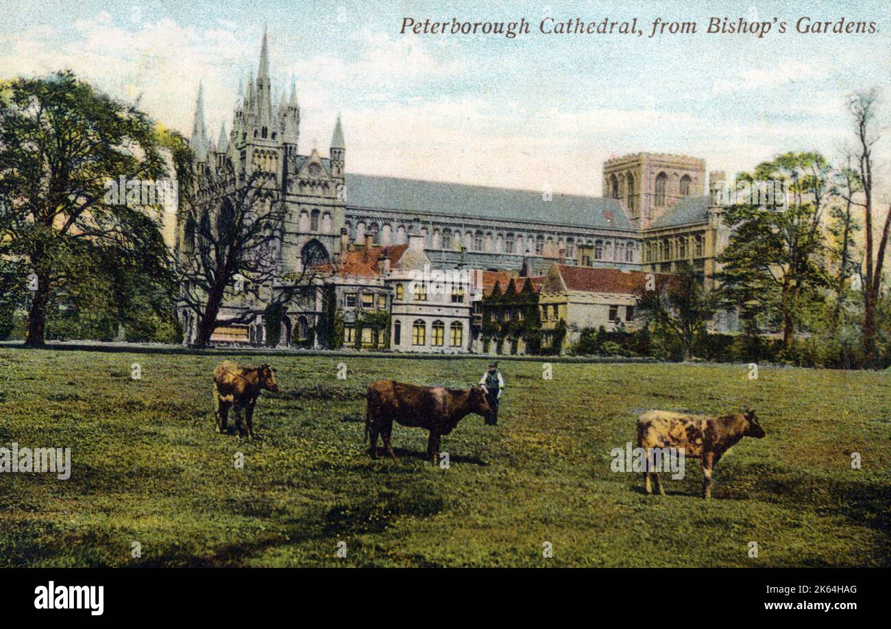 Carte postale cathédrale de peterborough Banque de photographies et d ...
