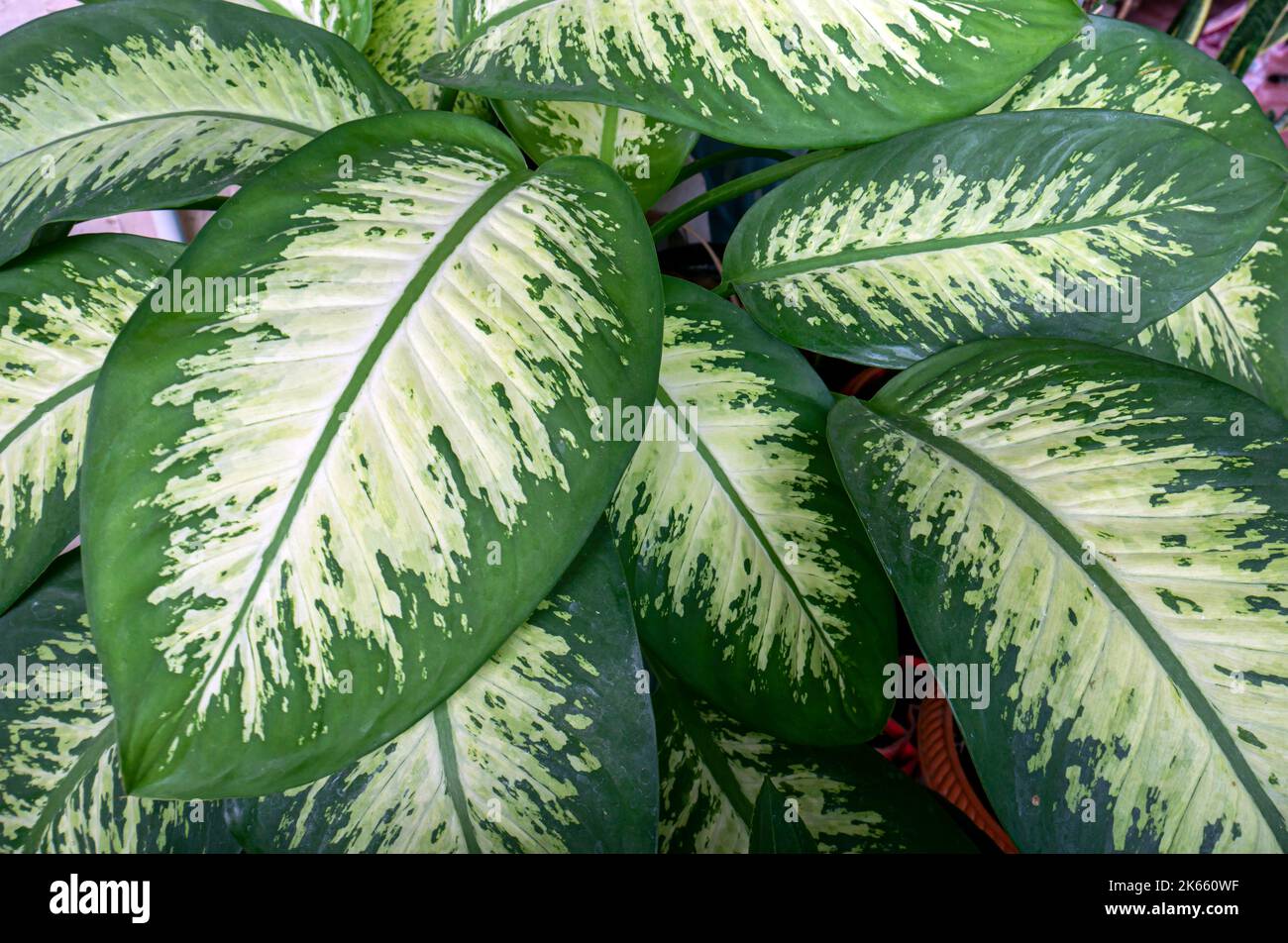 Plantes ornementales tropicales Banque de photographies et d’images à ...