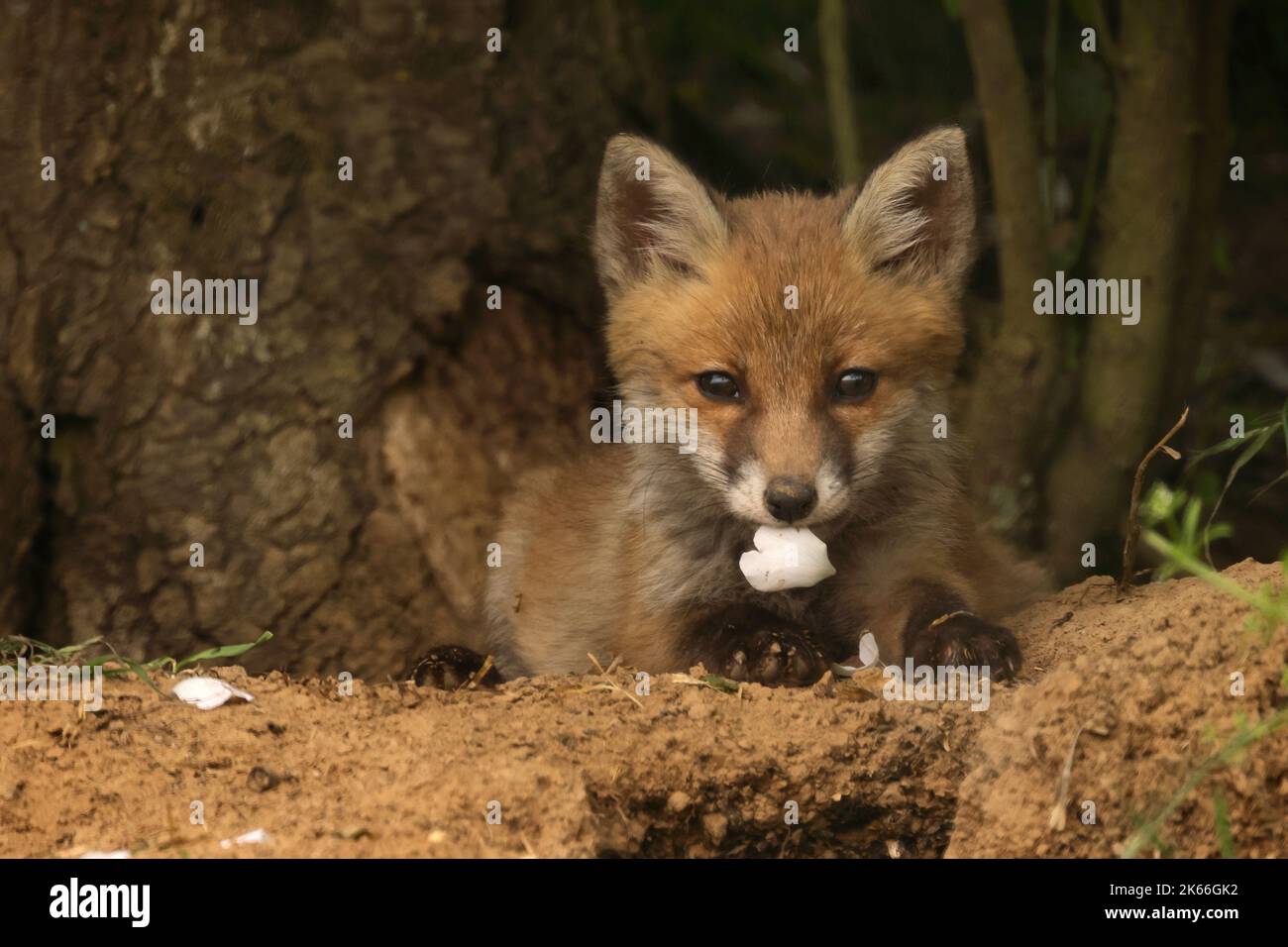 Renard roux (Vulpes vulpes), renard cub allongé avec un pétale dans son ...