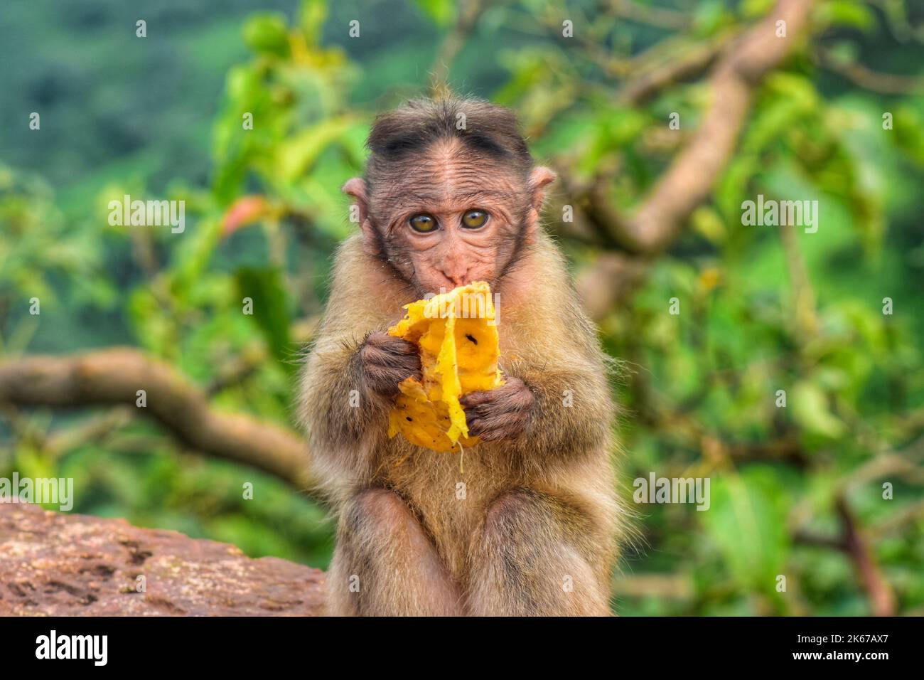 Singe mignon Banque de photographies et d’images à haute résolution - Alamy