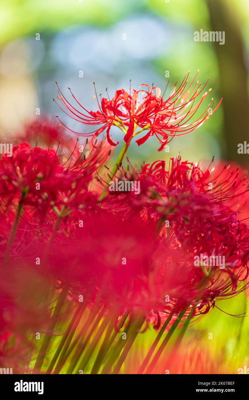 Lycoris radiata red spider lily Banque de photographies et d’images à ...