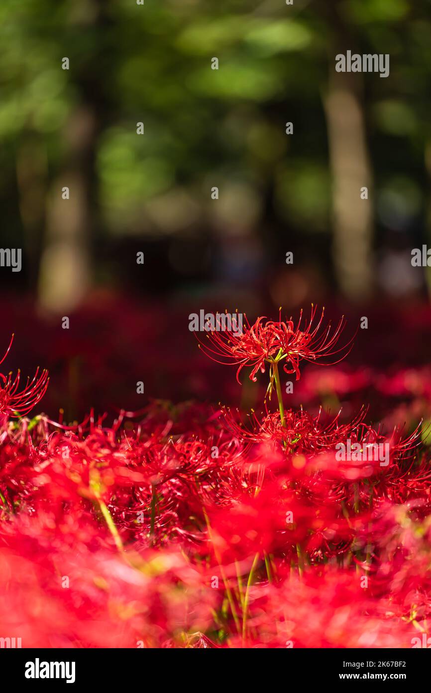 Lycoris radiata red spider lily Banque de photographies et d’images à ...
