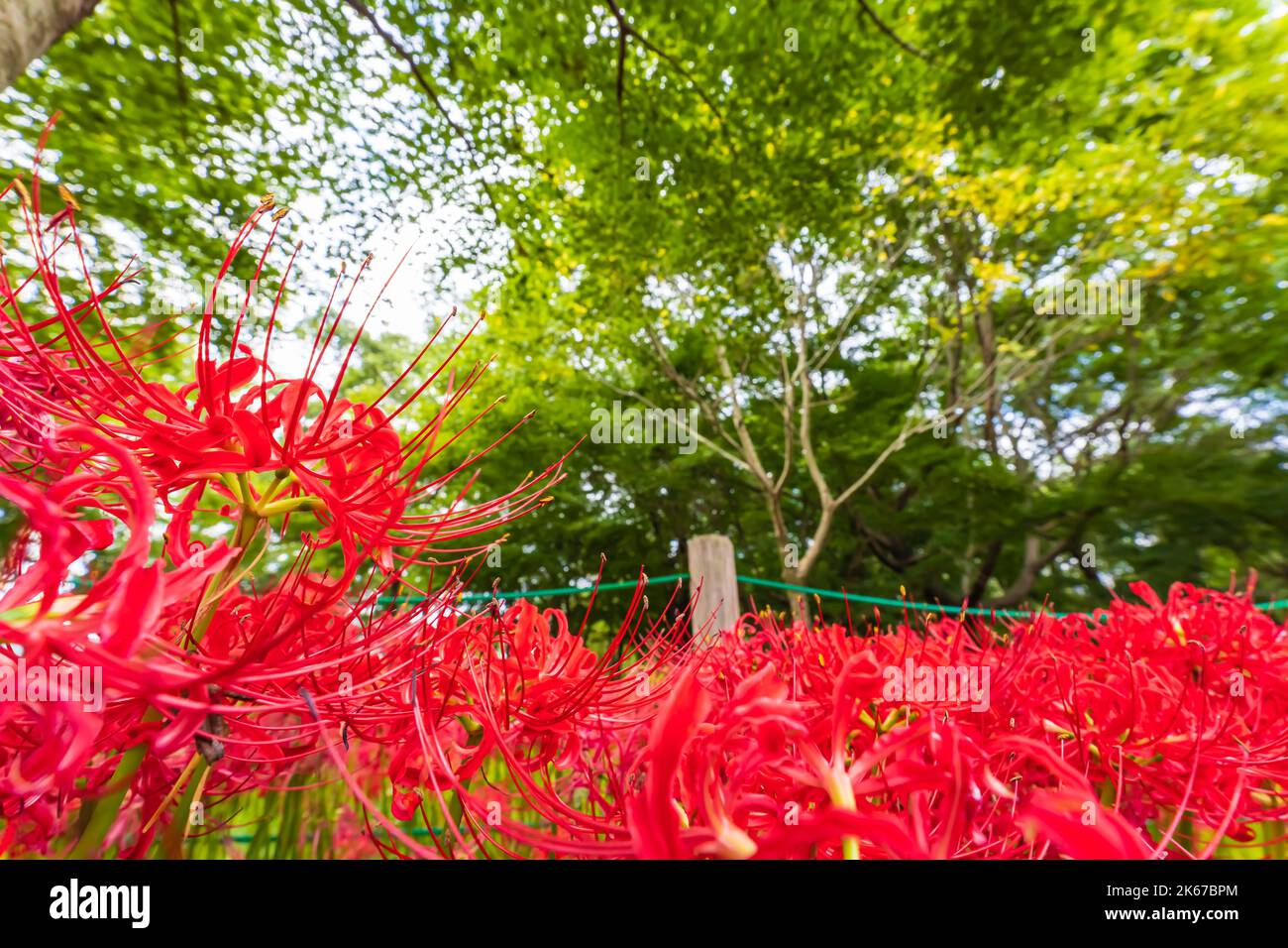 Lycoris radiata red spider lily Banque de photographies et d’images à ...