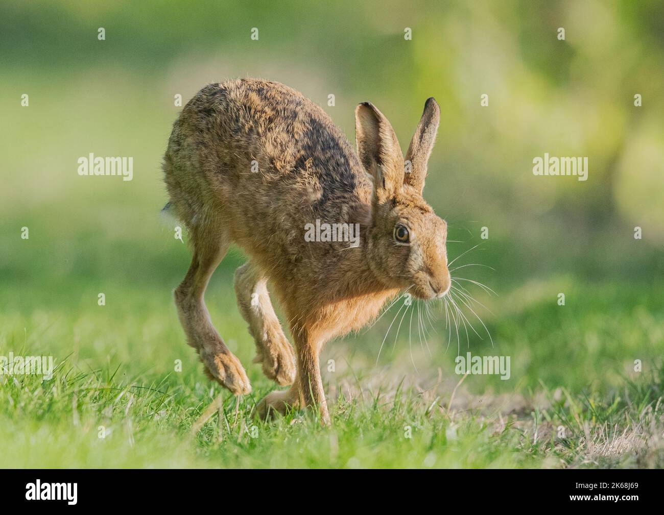 Un lièvre brun ( Lepus europaeus) qui longe une ferme herbeuse , montre ...