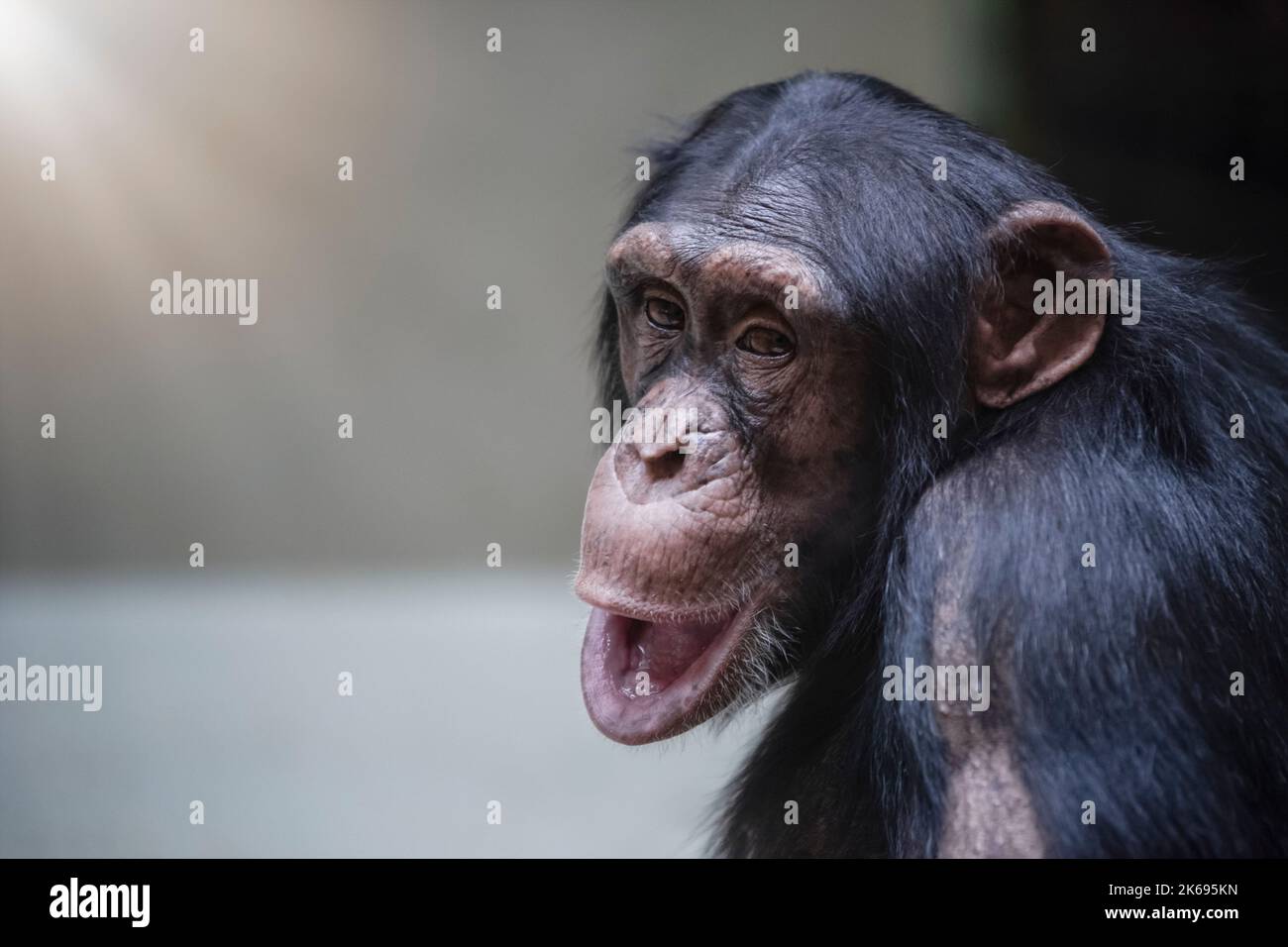 Singe intelligent debout Banque de photographies et d’images à haute ...