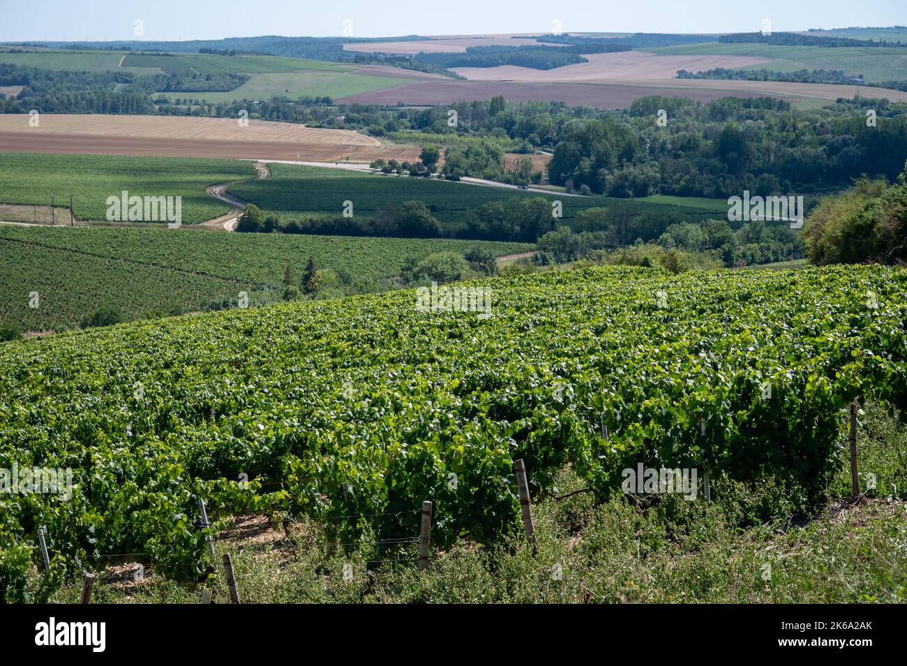 Vue panoramique sur les vignobles verts de Chablis Grand cru avec des ...