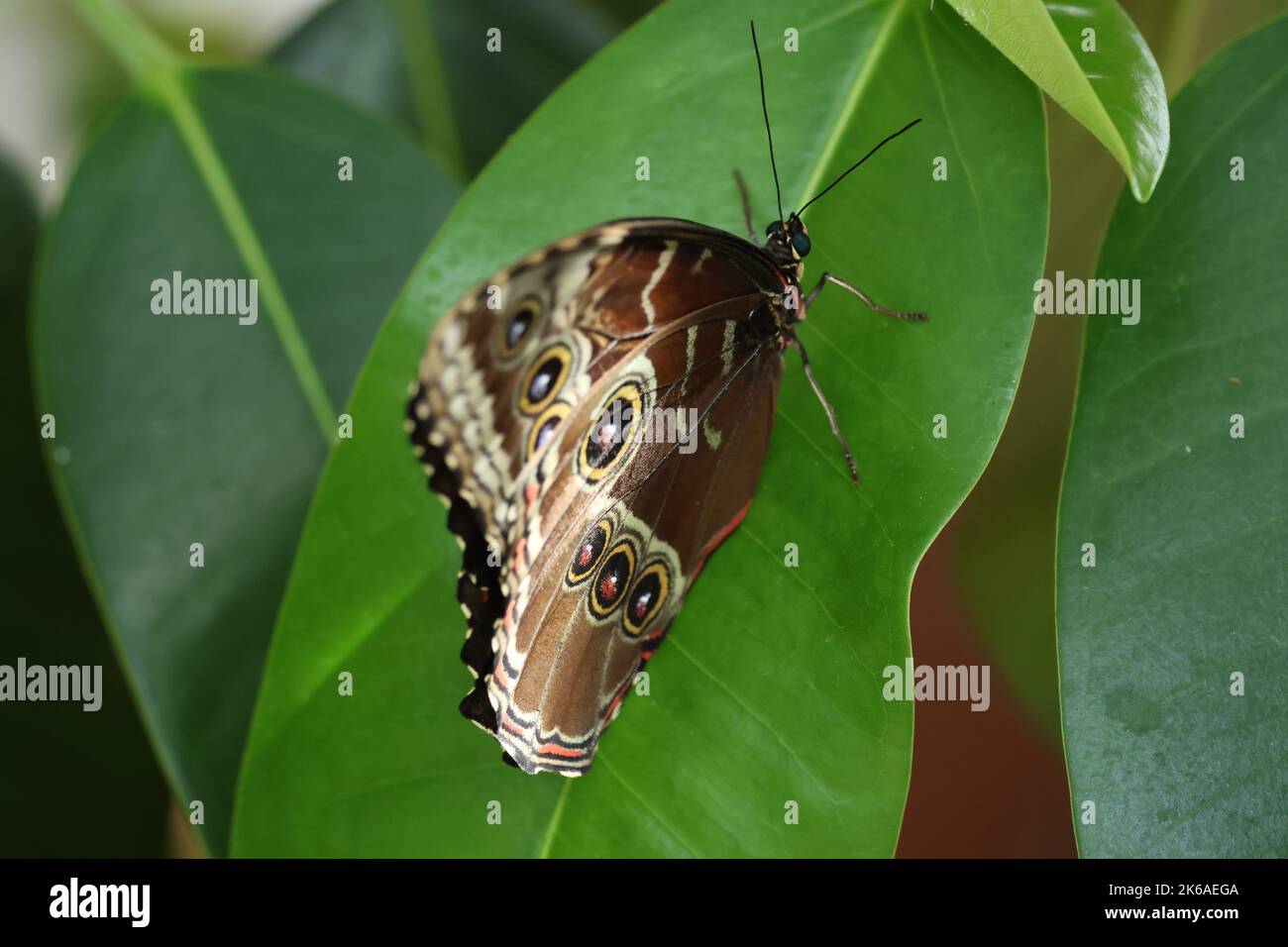 Morpho morpho menelaus Banque de photographies et d’images à haute ...