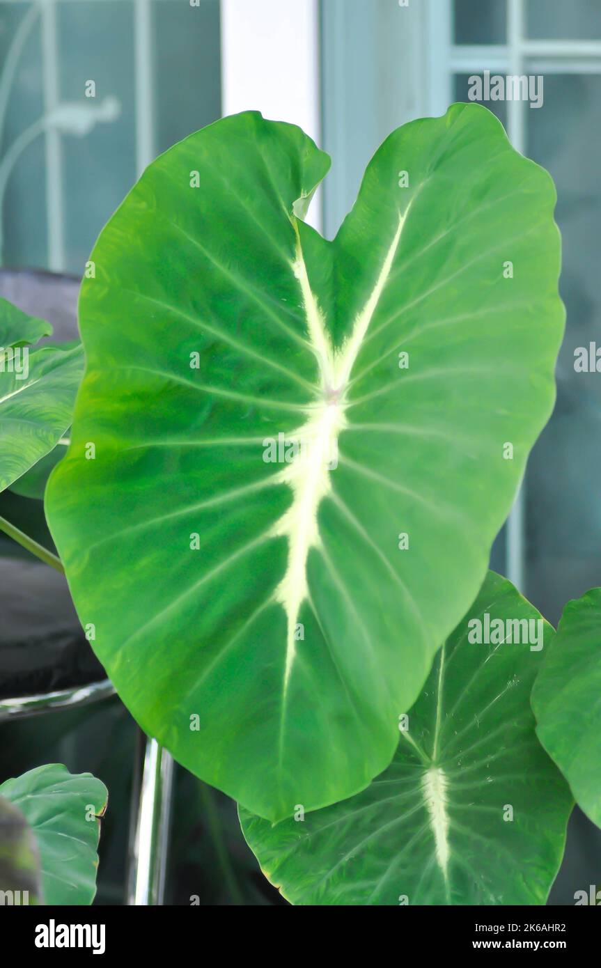 colocasia nancys Revenge, colocasia ou Colocasia bicolor plante Photo ...