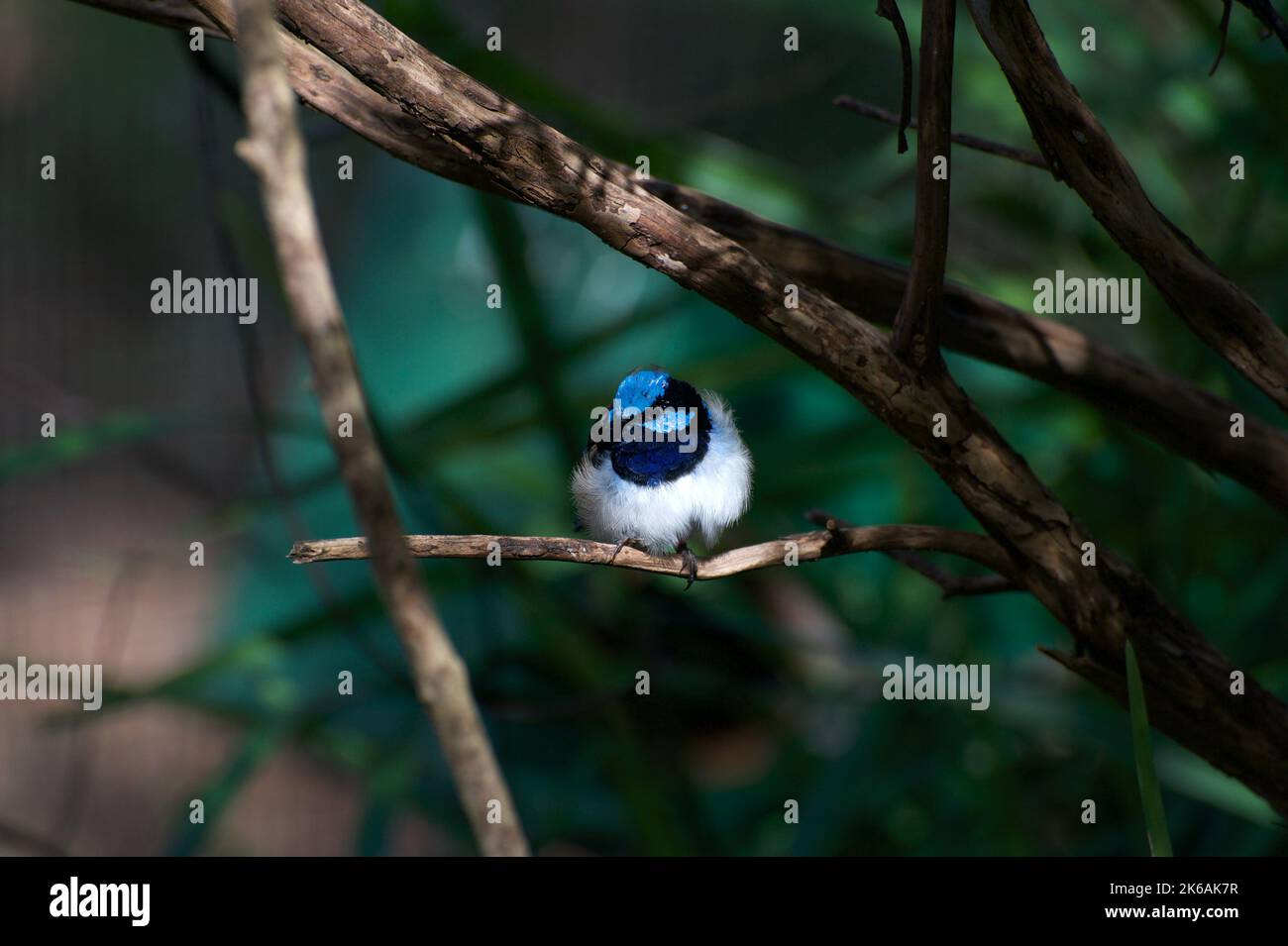 Ce tout petit superbe Fée Wren (Malurus cyaneus) était très moelleux ...