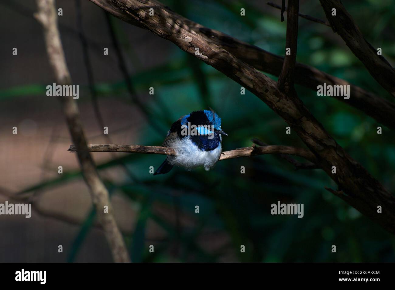 Ce tout petit superbe Fée Wren (Malurus cyaneus) était très moelleux ...