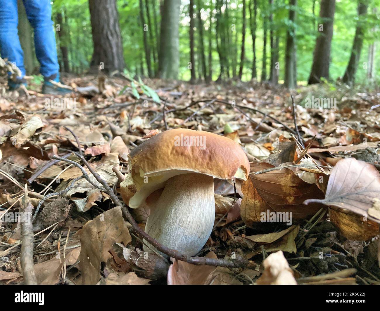 Boletus edulis aux champignons porcini Banque de photographies et d’images à haute résolution ...
