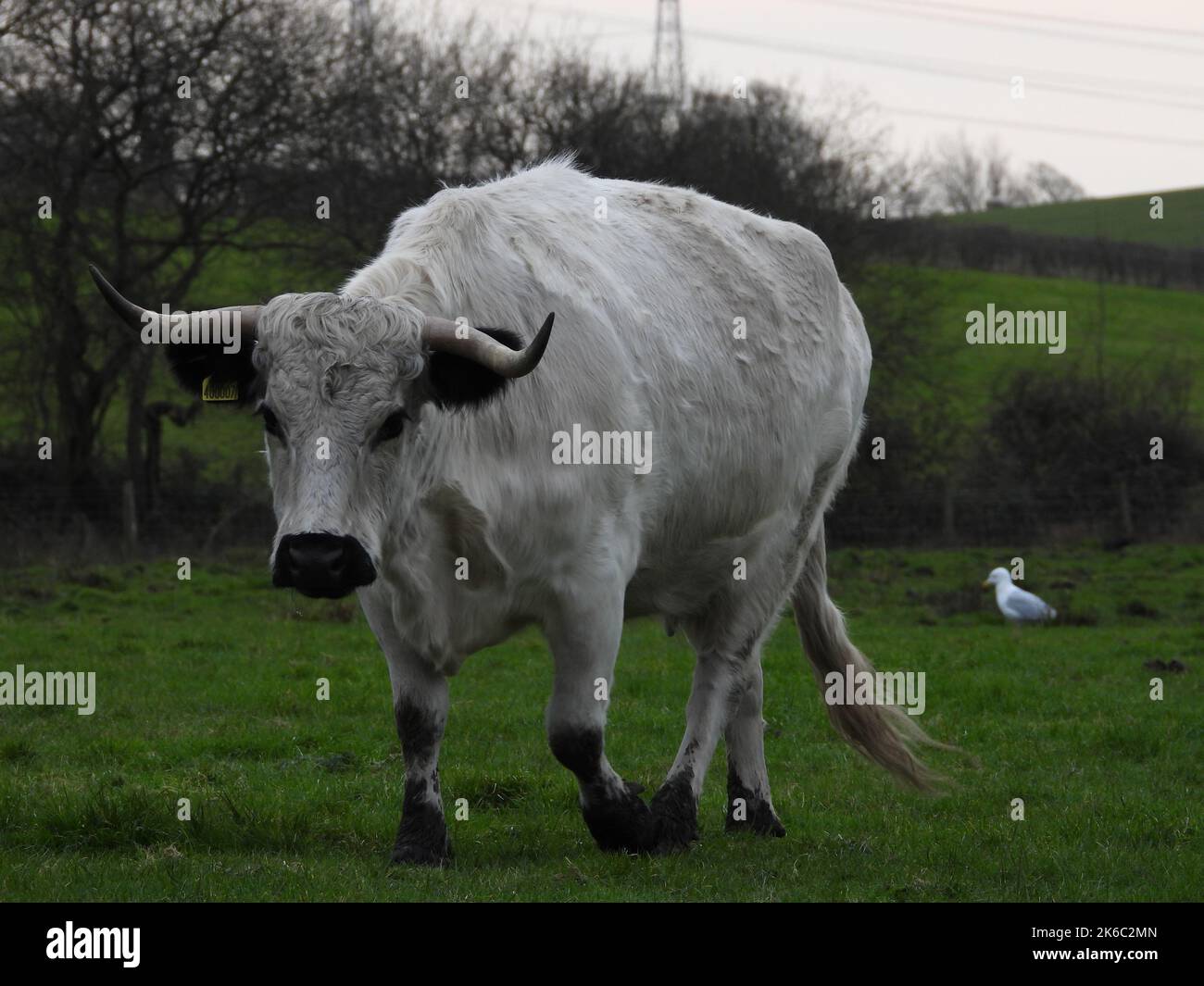 British white bull Banque de photographies et d’images à haute ...