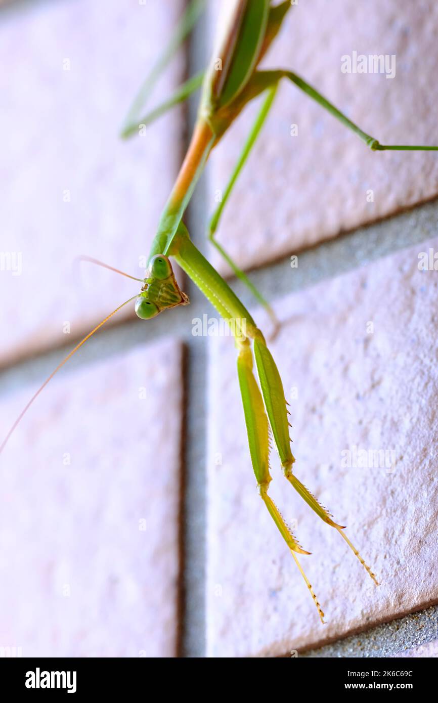 Insecte sur le mur Banque de photographies et d’images à haute ...