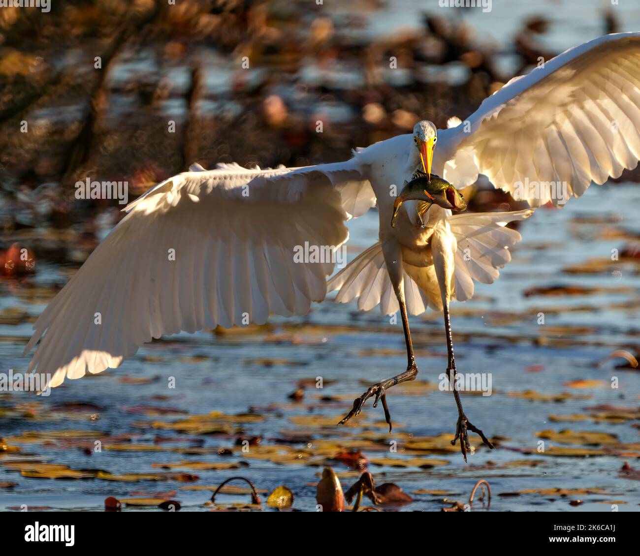 Voler avec un poisson dans son bec Banque de photographies et d’images ...
