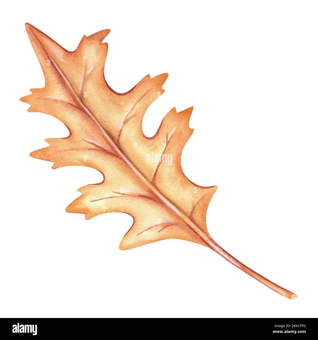 Aquarelle de feuille Banque d'images détourées - Alamy