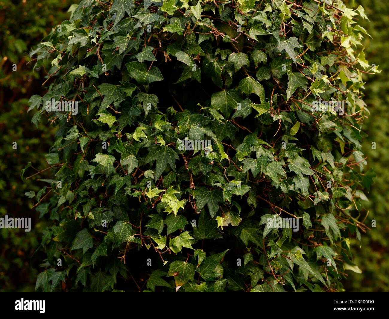Hedera helix vert pomme lierre Banque de photographies et d’images à ...