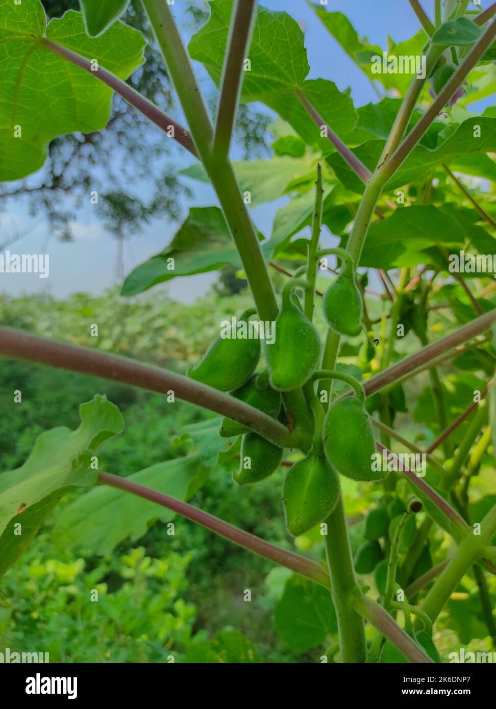 Ulat kanta Banque de photographies et d’images à haute résolution - Alamy