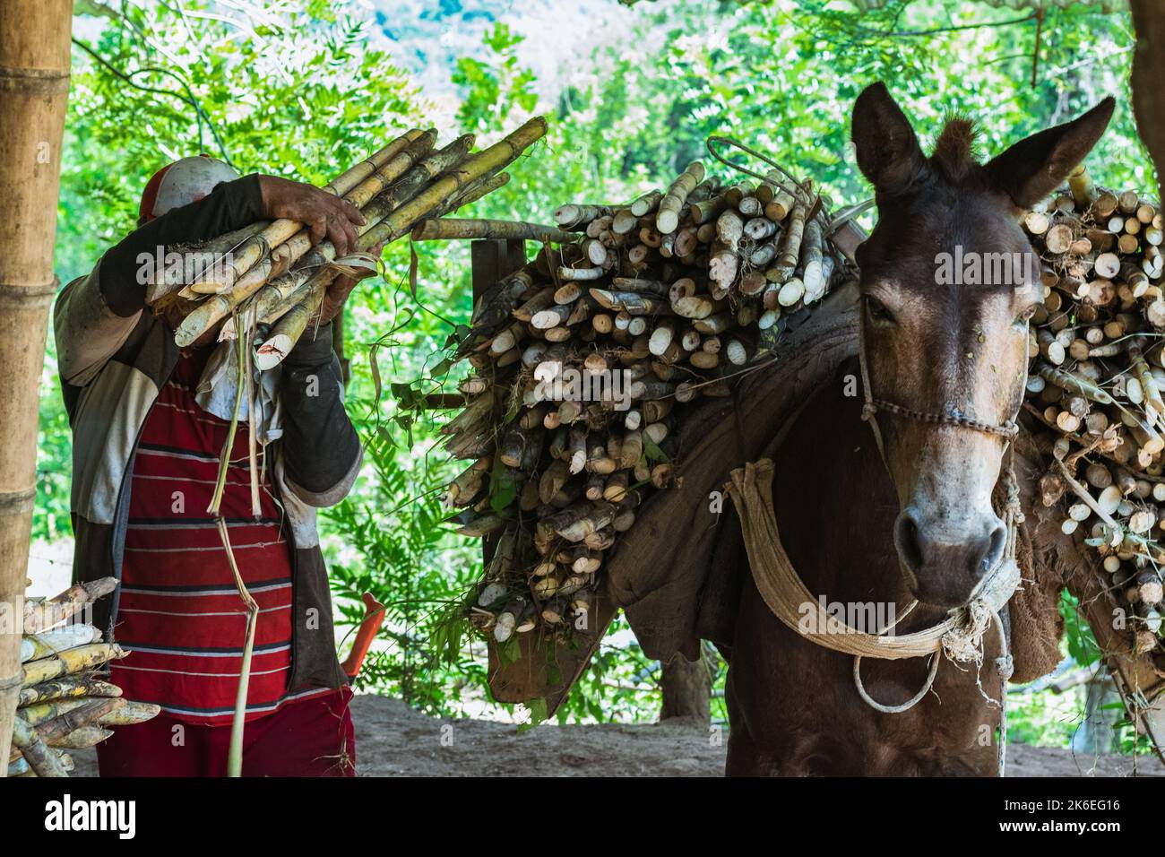 le muleteur déchargeant sa mule transportant une charge de canne à ...