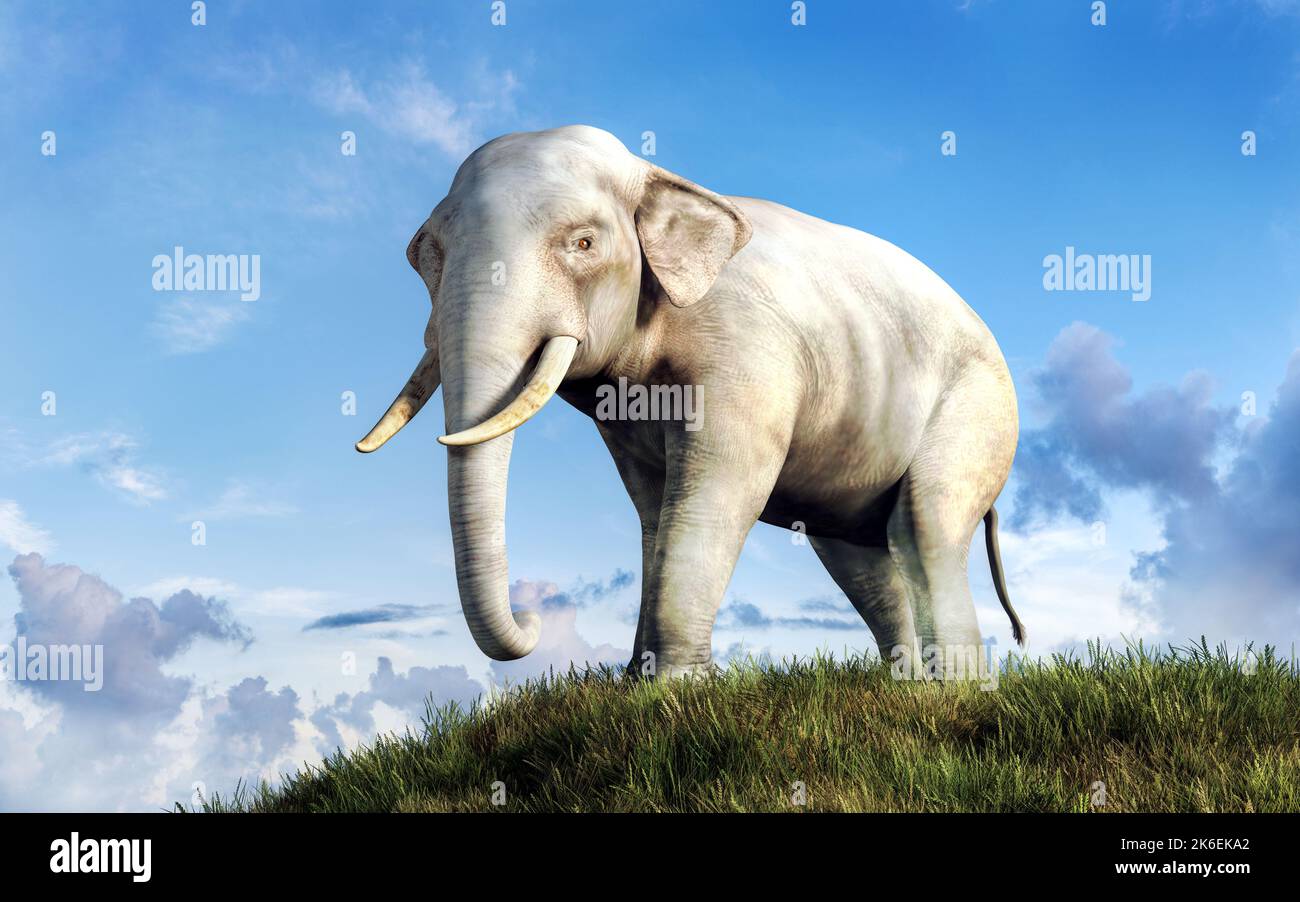 Albino elephant Banque de photographies et d’images à haute résolution ...