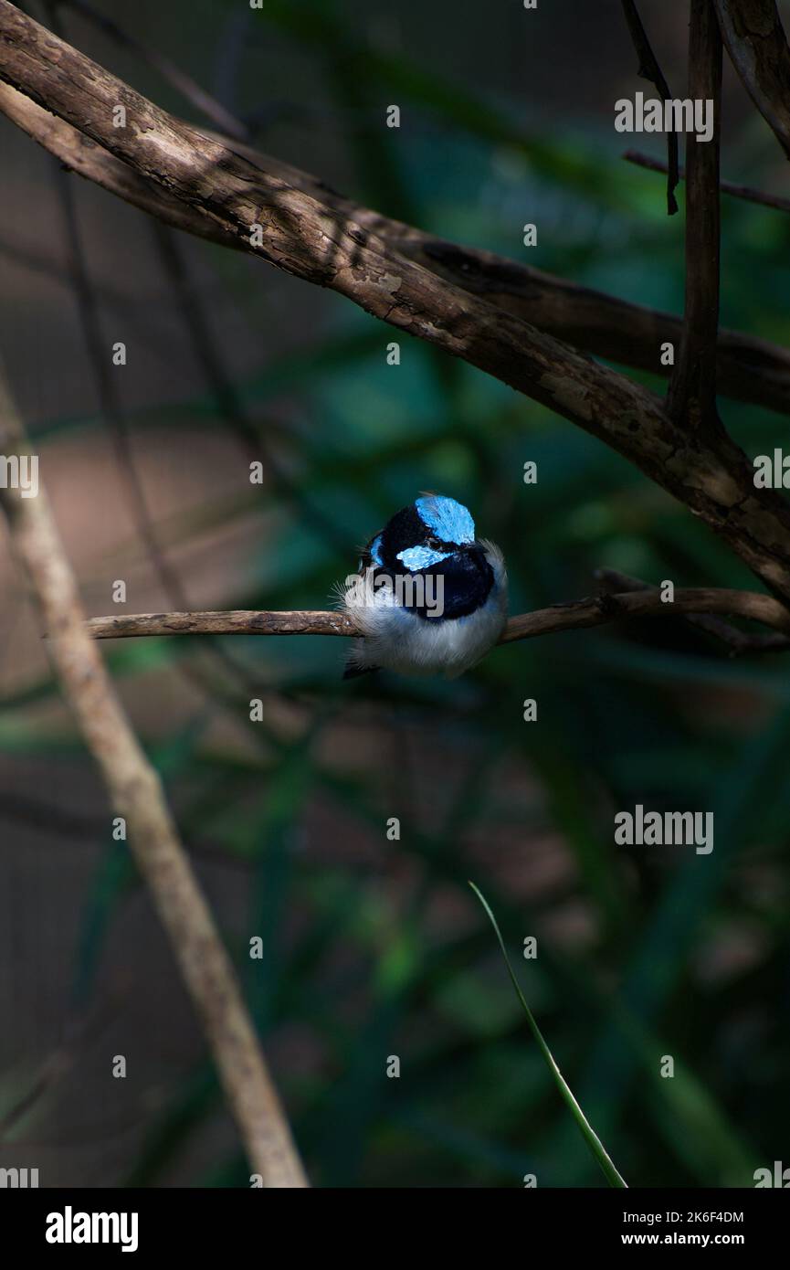 Ce tout petit superbe Fée Wren (Malurus cyaneus) était très moelleux ...