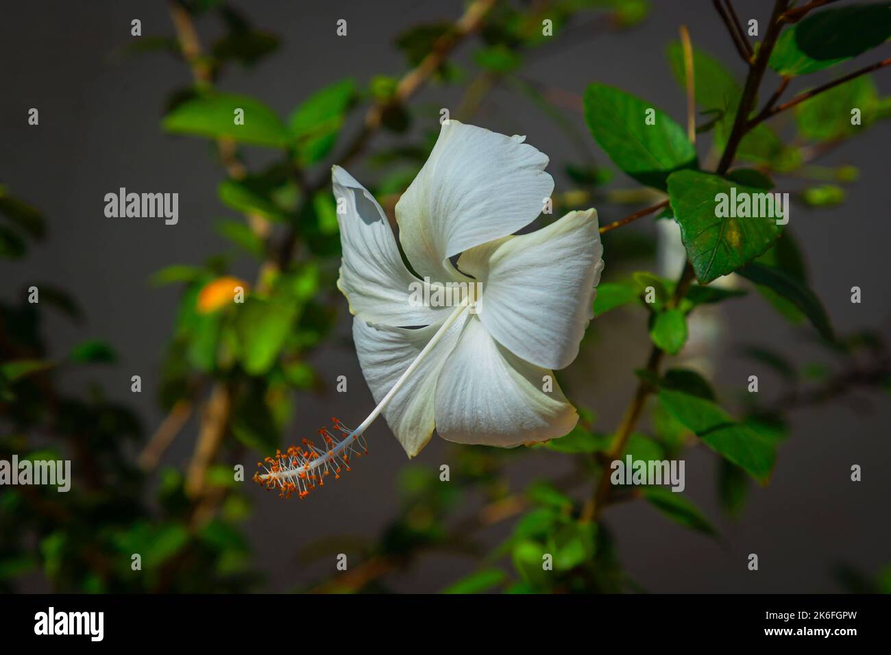 Chembarathi flower Banque de photographies et d’images à haute ...