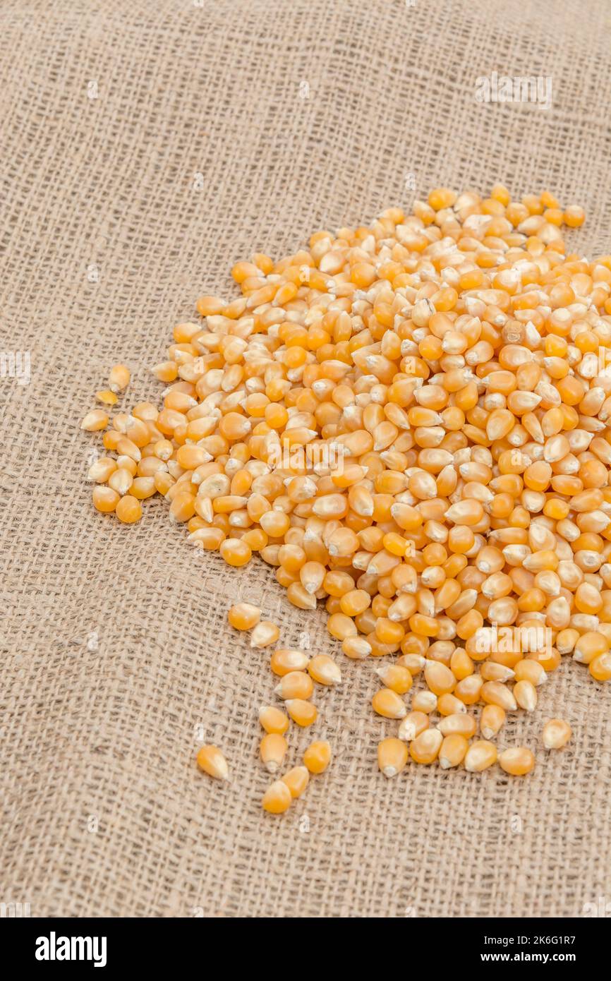 Zea mays var everta Banque de photographies et d’images à haute ...