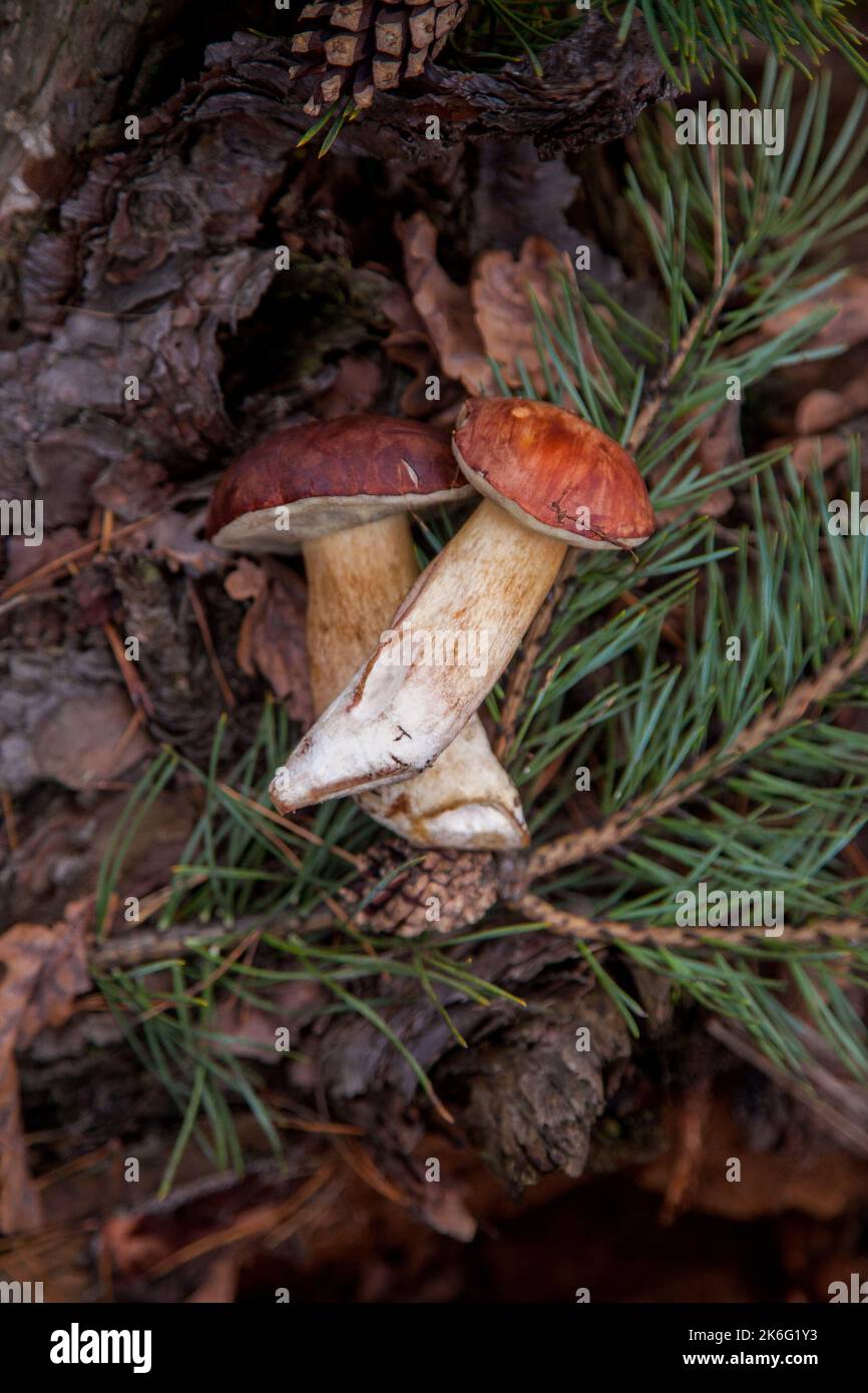 Vue rapprochée de plusieurs boletus badius, imleria badia ou bay bolet ...