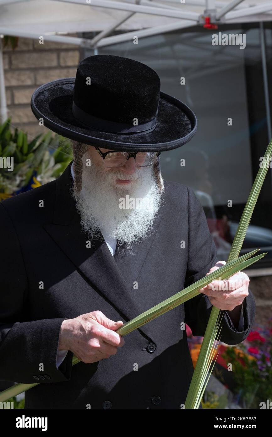Un juif hassidique orthodoxe avec un long peyot maurique inspecte une ...