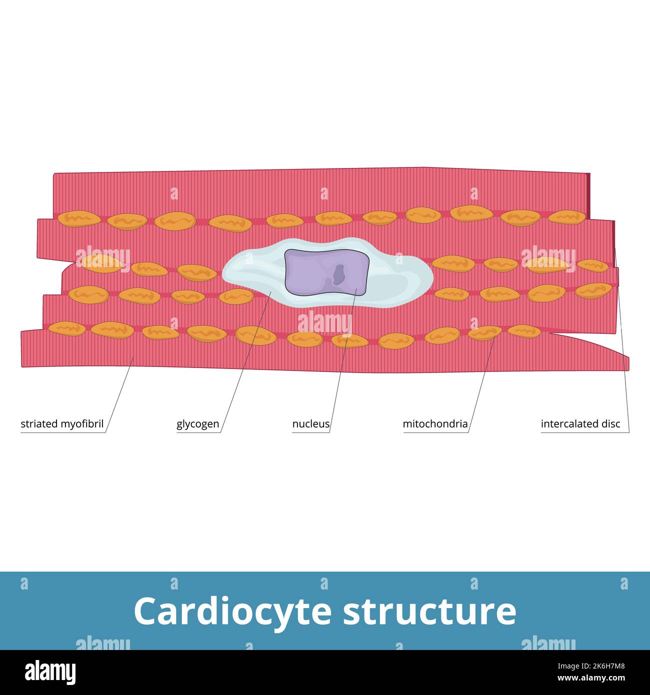 Structure Des Cardiocytes La Cellule Du Muscle Cardiaque Et Ses