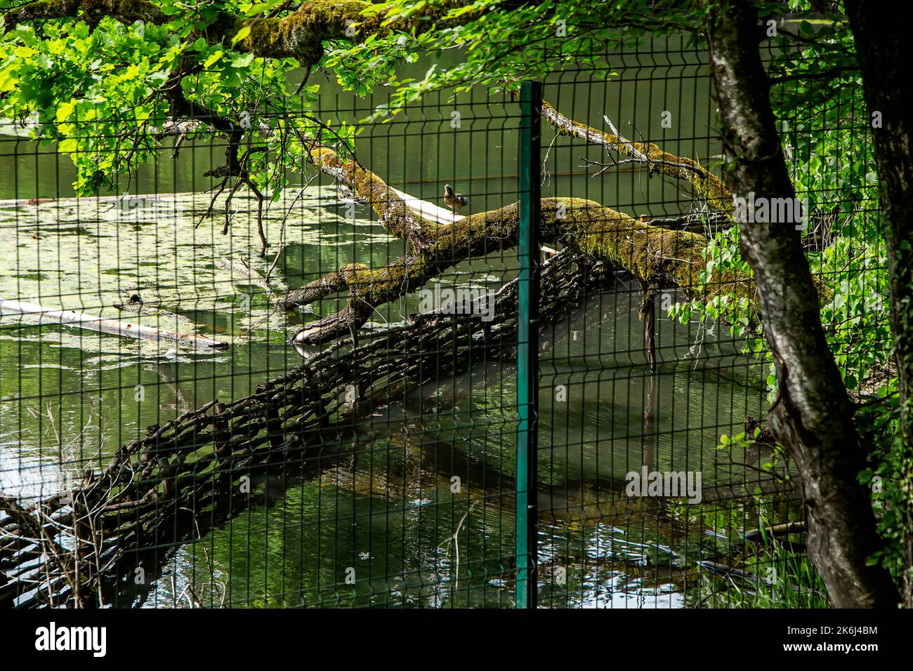 Lacul ursu Banque de photographies et d’images à haute résolution - Alamy
