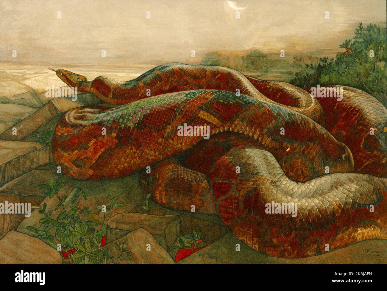 Maurice et edward detmold Banque de photographies et d’images à haute ...