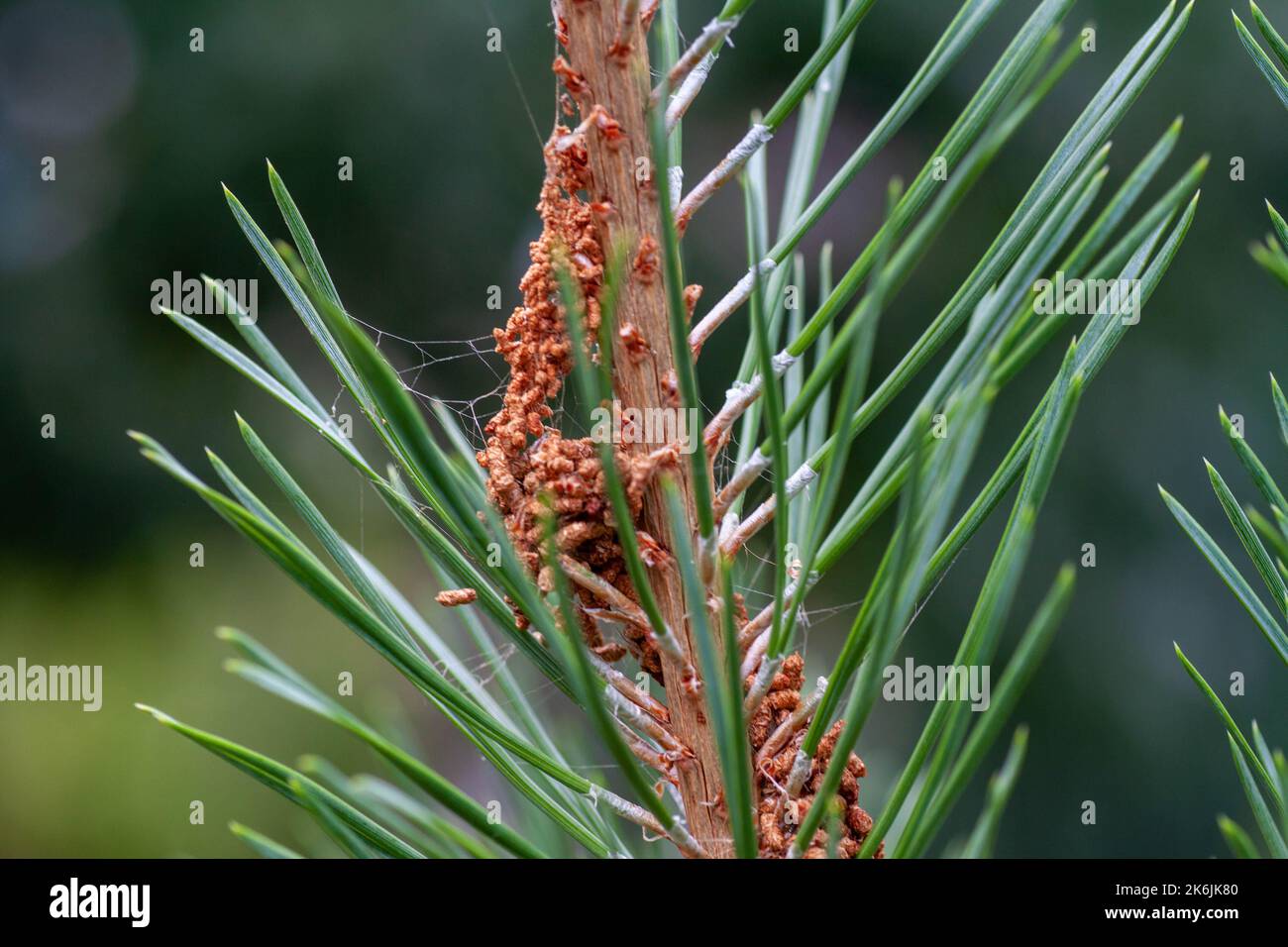 Maladies des arbres pin Banque de photographies et d’images à haute ...