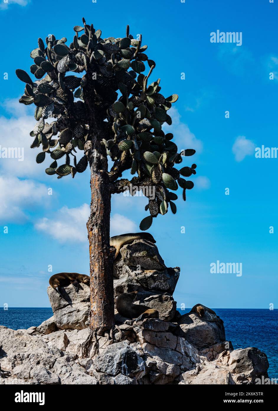 Opuntia cactus tree galapagos Banque de photographies et d’images à ...