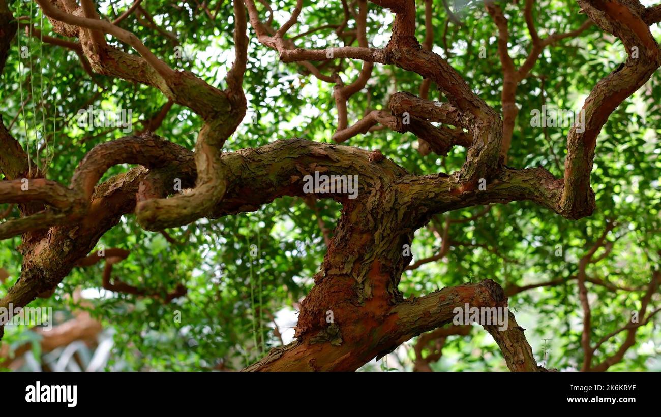 Branches verticales Banque de photographies et d’images à haute ...
