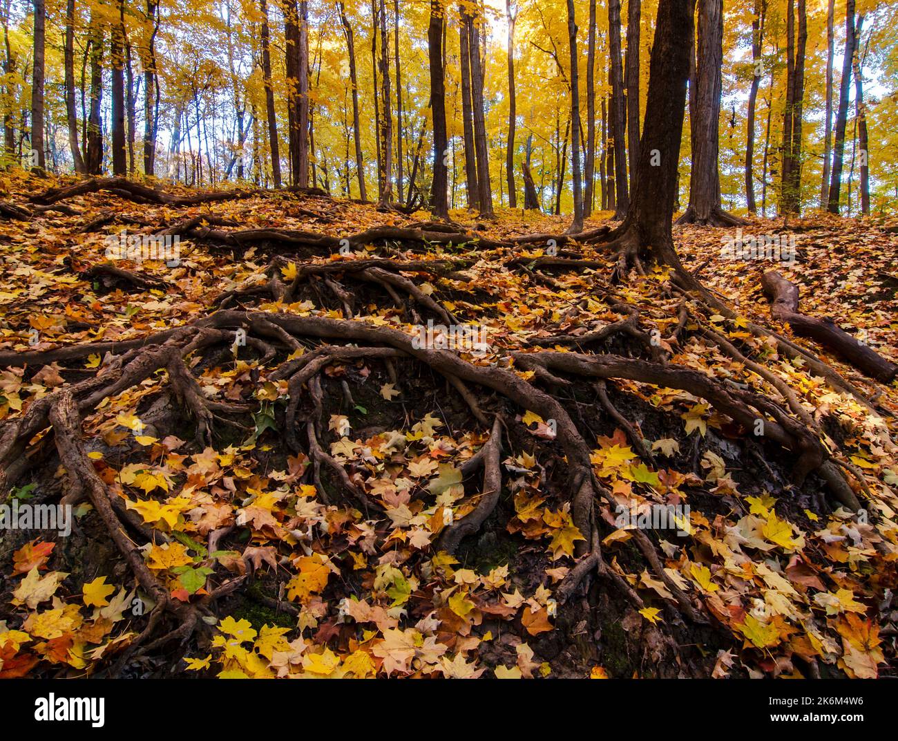 Les racines sont exposées sur une colline d'automne, sous une forêt d ...