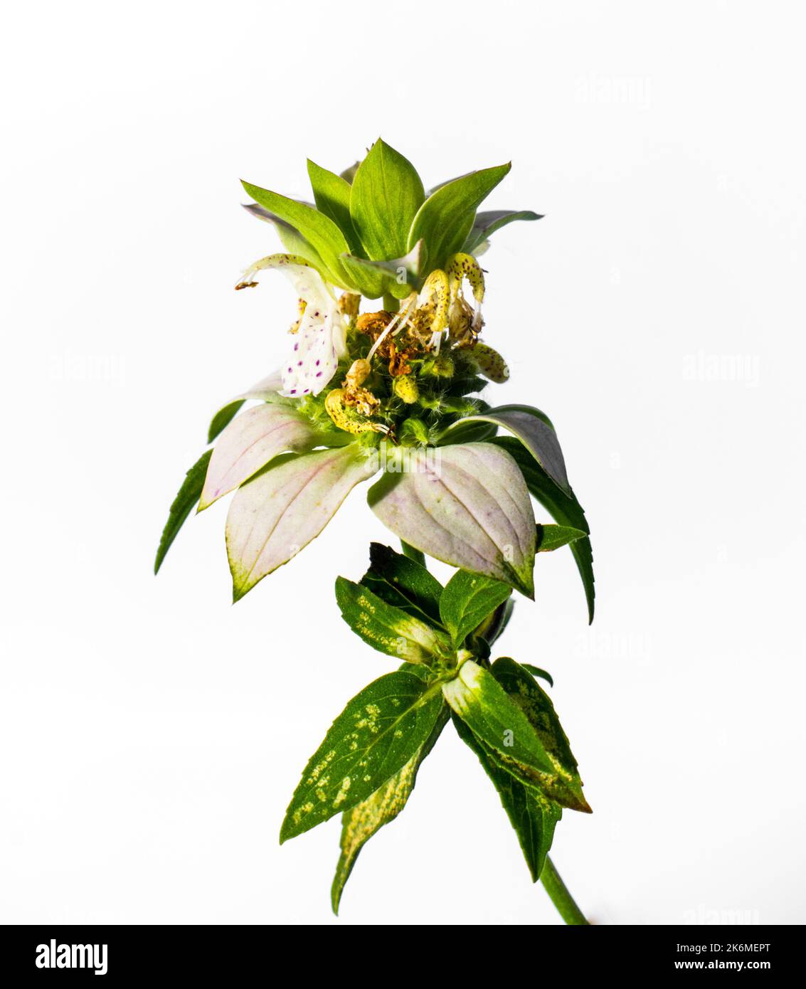 Monarda punctata est une plante herbacée de la famille de la menthe ...