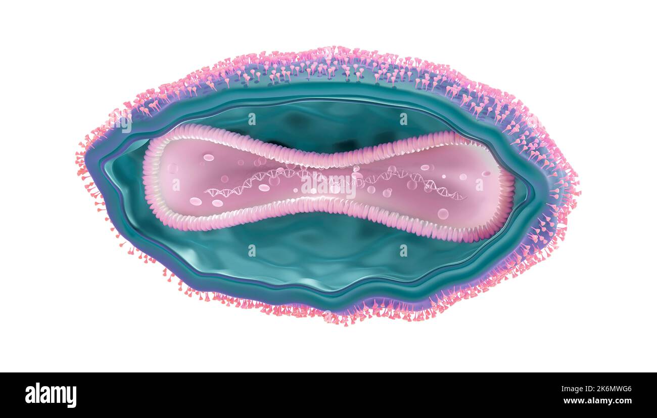 La variole du singe structure de virus Banque de photographies et d ...