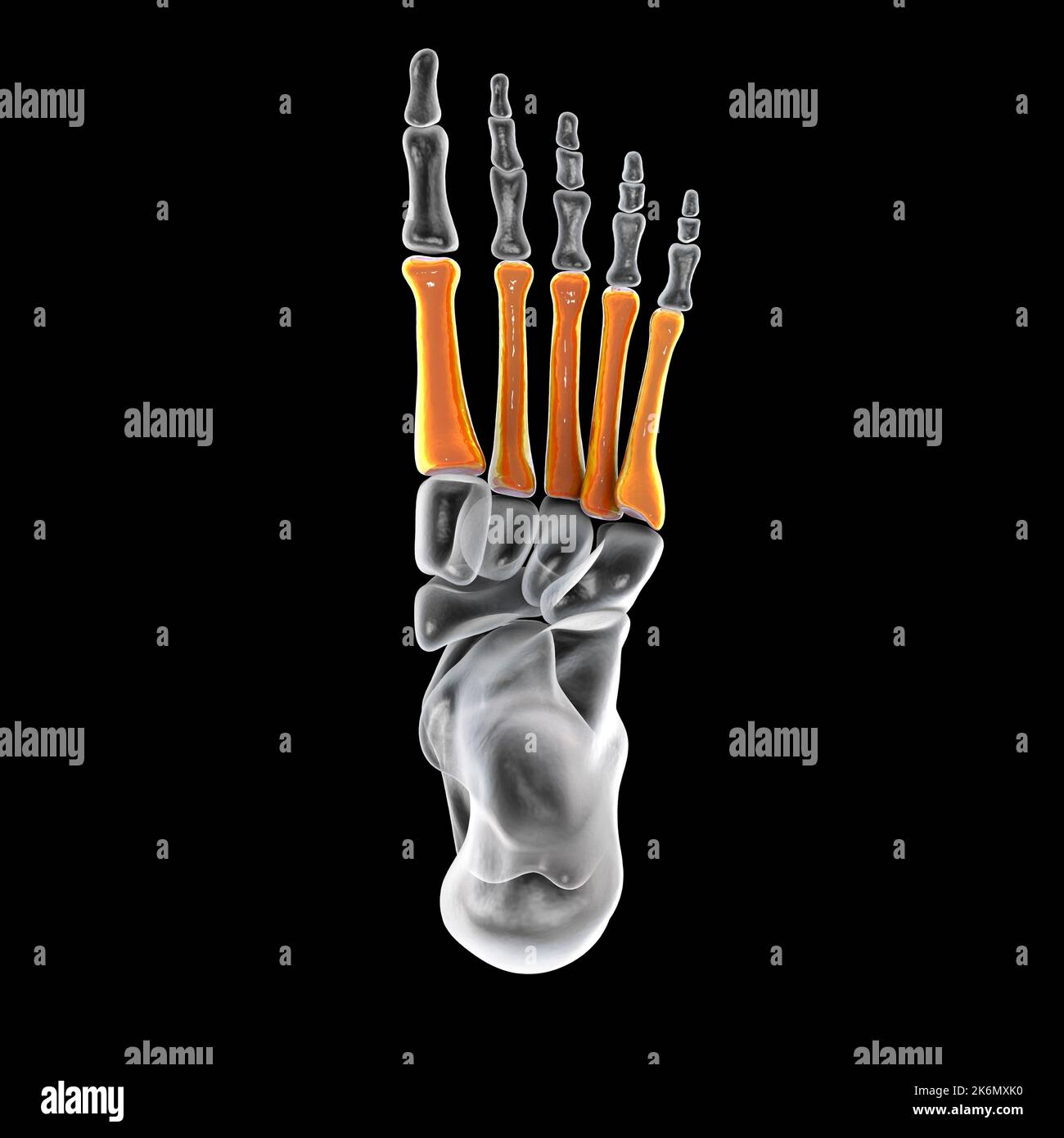 Anatomie des os du pied Banque de photographies et d’images à haute ...