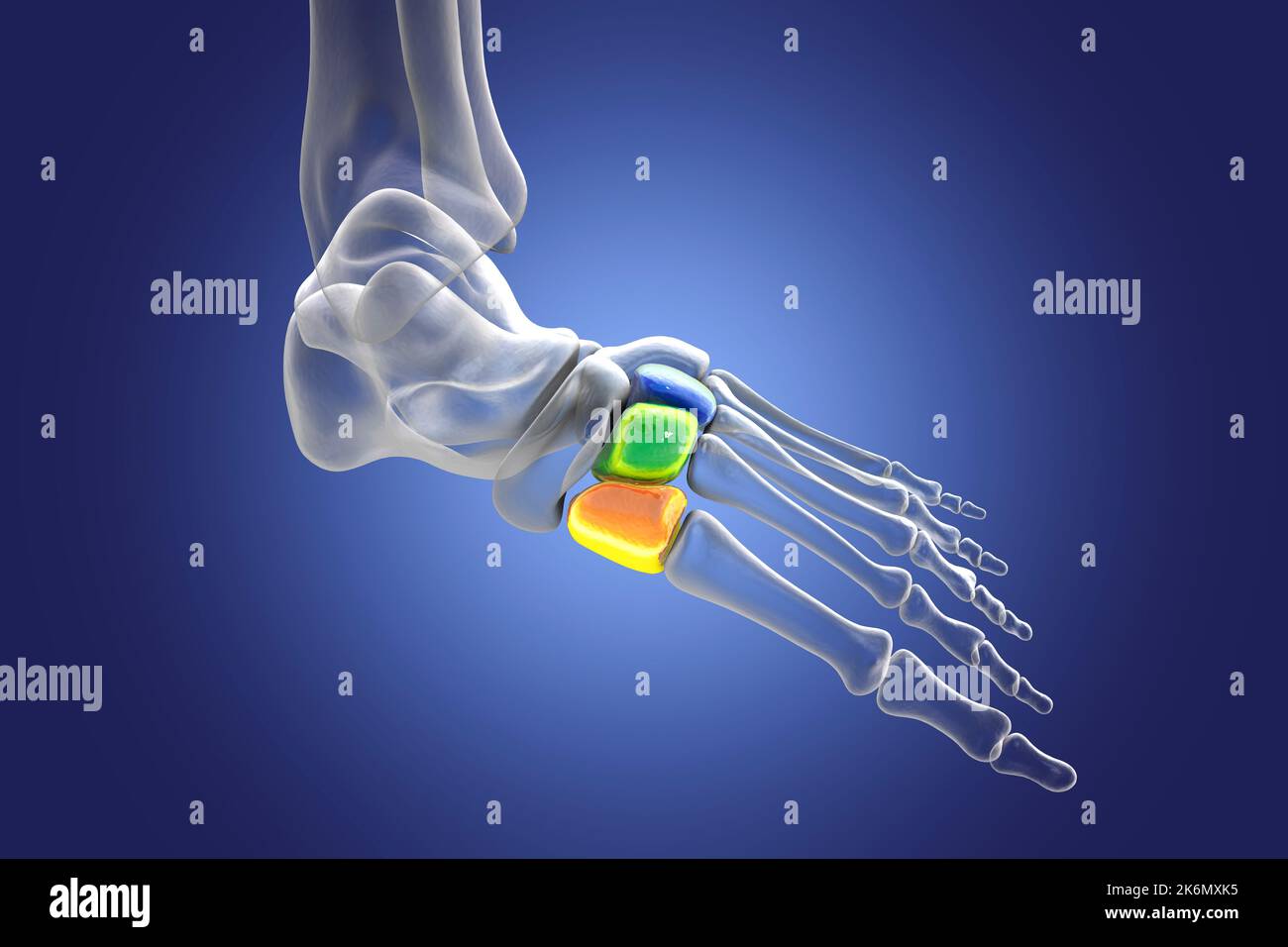 Cuneiform bones Banque de photographies et d’images à haute résolution ...