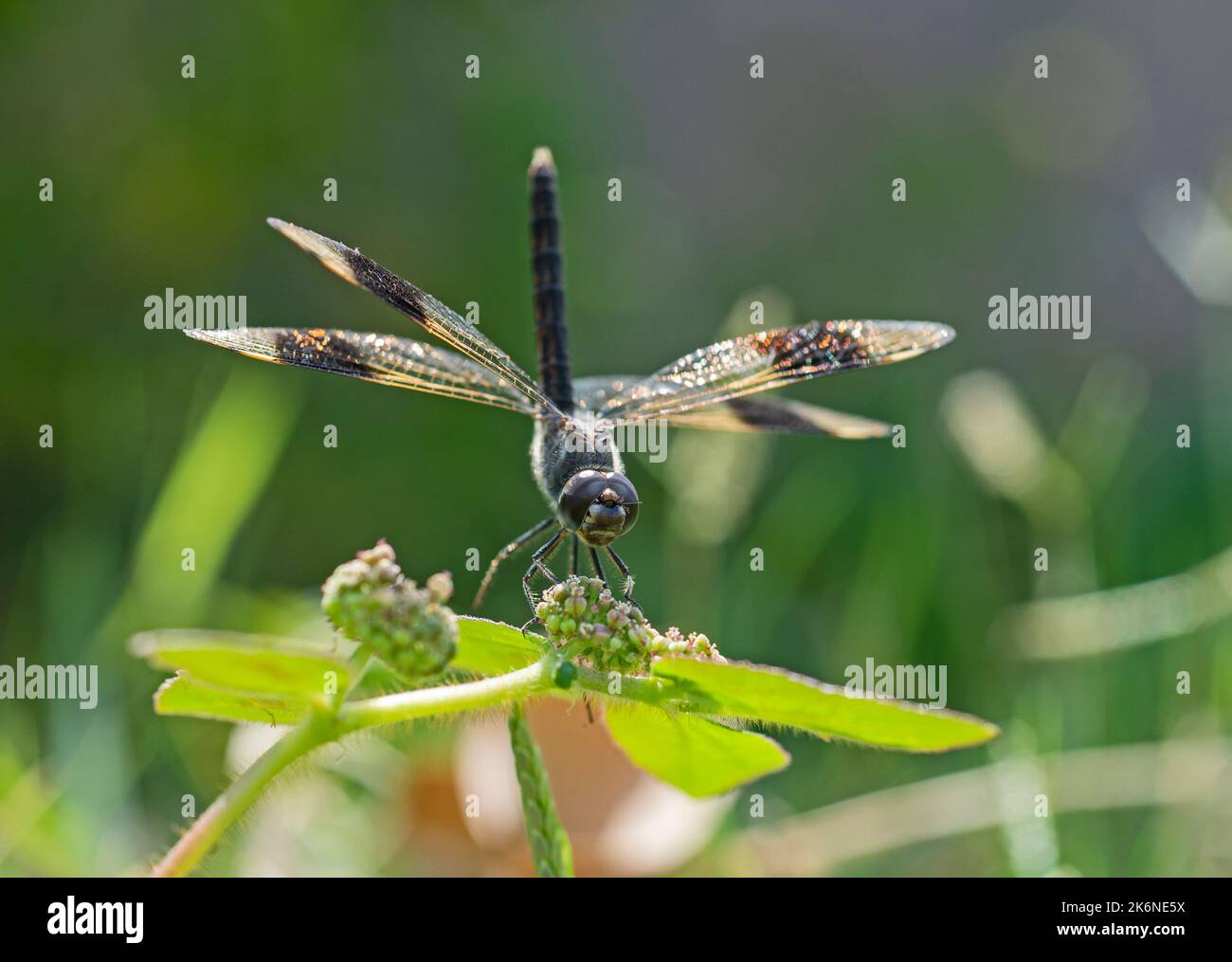 Gros plan macro détail de la libellule errante Pantala flavescens ...