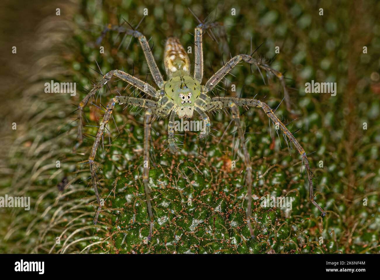 Architis spinipes Banque de photographies et d’images à haute ...