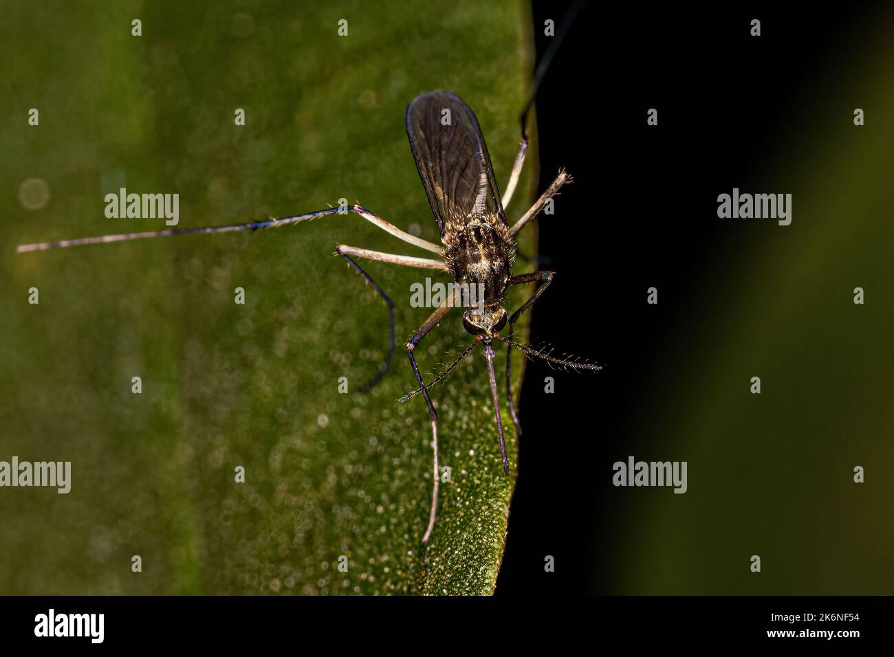 Aedes scapulaire Banque de photographies et d’images à haute résolution ...