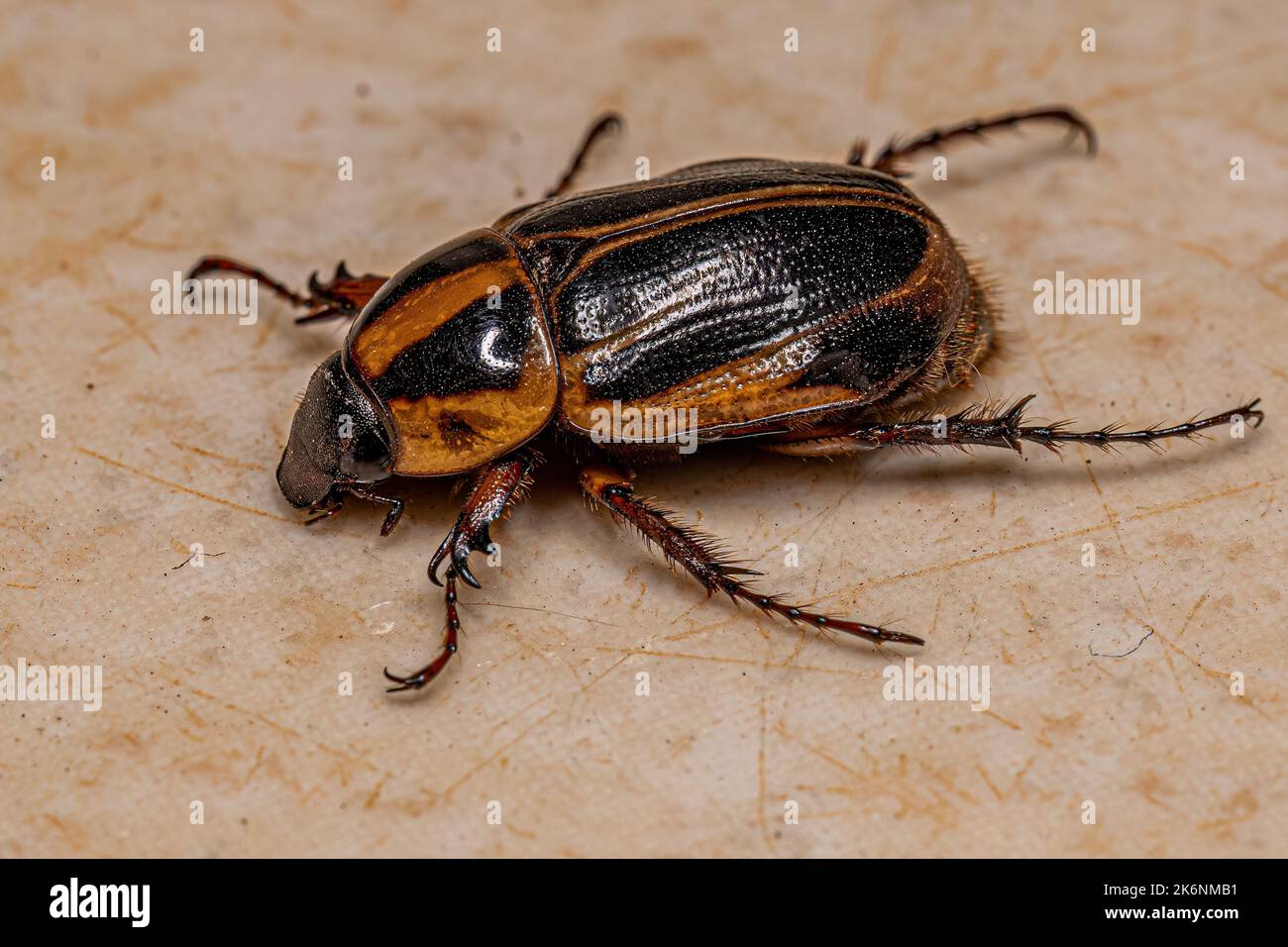 Dynastinae subfamily Banque de photographies et d’images à haute ...