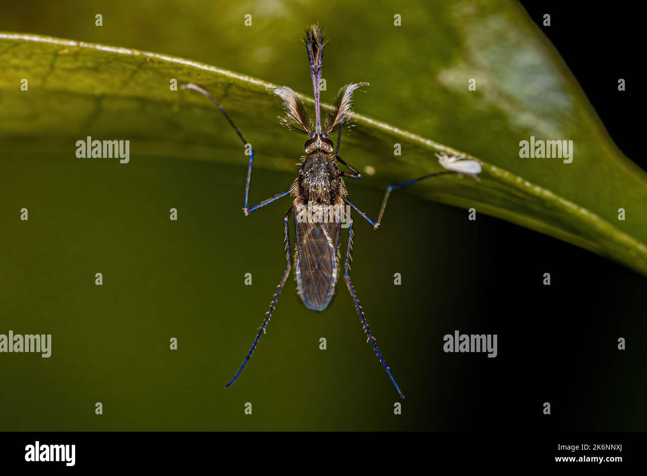 Aedes scapulaire Banque de photographies et d’images à haute résolution ...