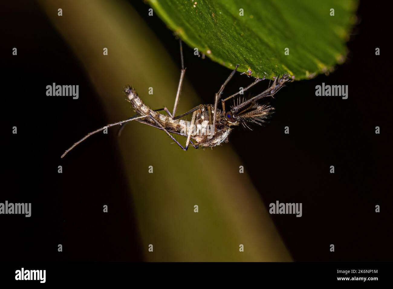 Aedes scapulaire Banque de photographies et d’images à haute résolution ...